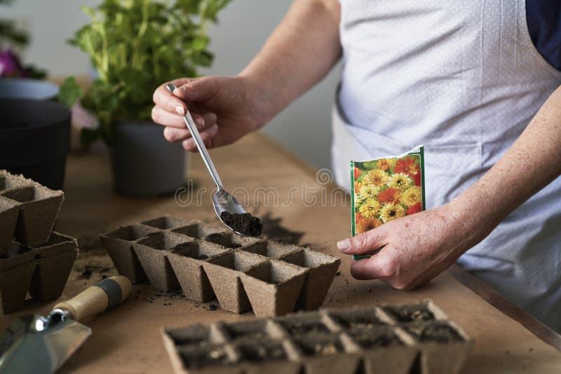 Close Up of Planting Seedlings Stock Image - Image of flower, adult ...