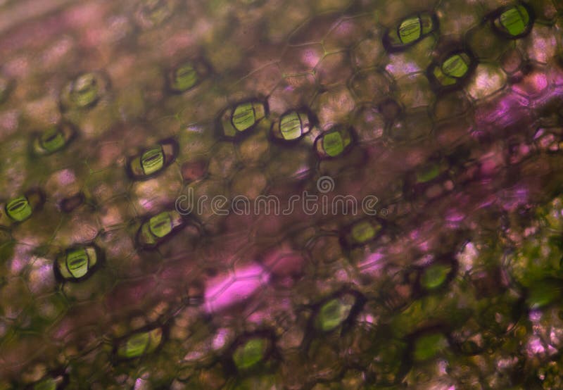 Close Up Plants Cells Find with Microscope Stock Image - Image of ...