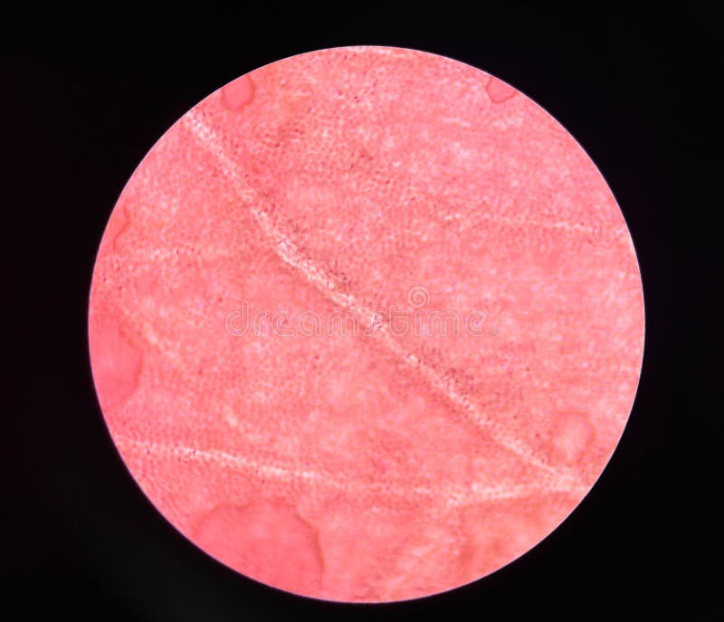 Close Up Plants Cells Rose Flowers Stock Image - Image of chloroplast ...