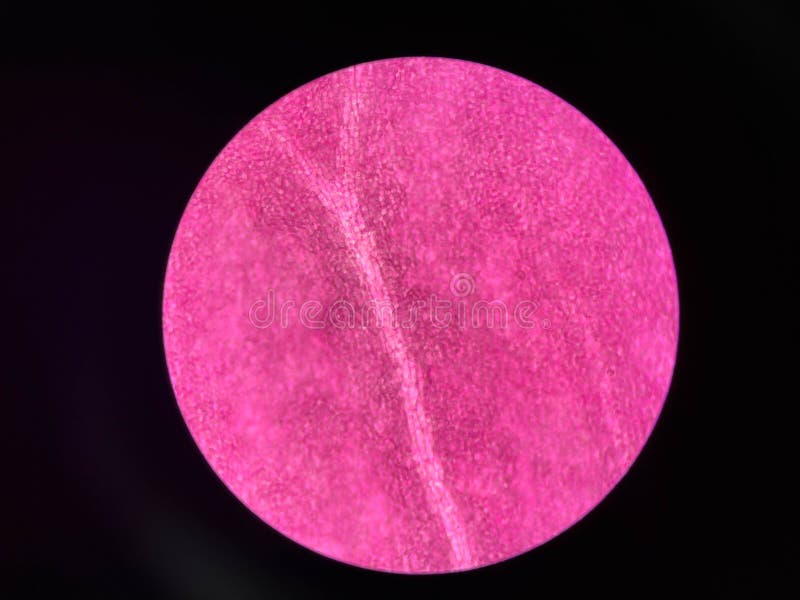 Close Up Plants Cells Rose Flowers Stock Photo - Image of magnify ...