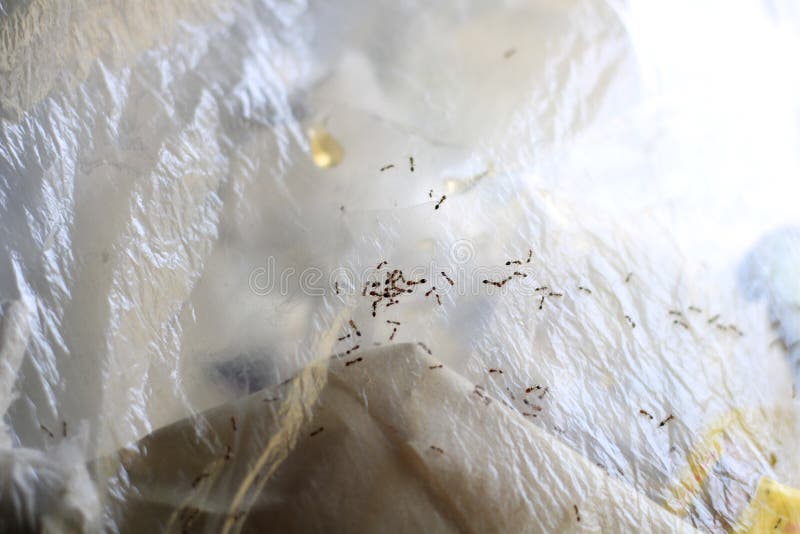 Close-up of Plastic Bag Garbage with Ant. Stock Photo - Image of ...