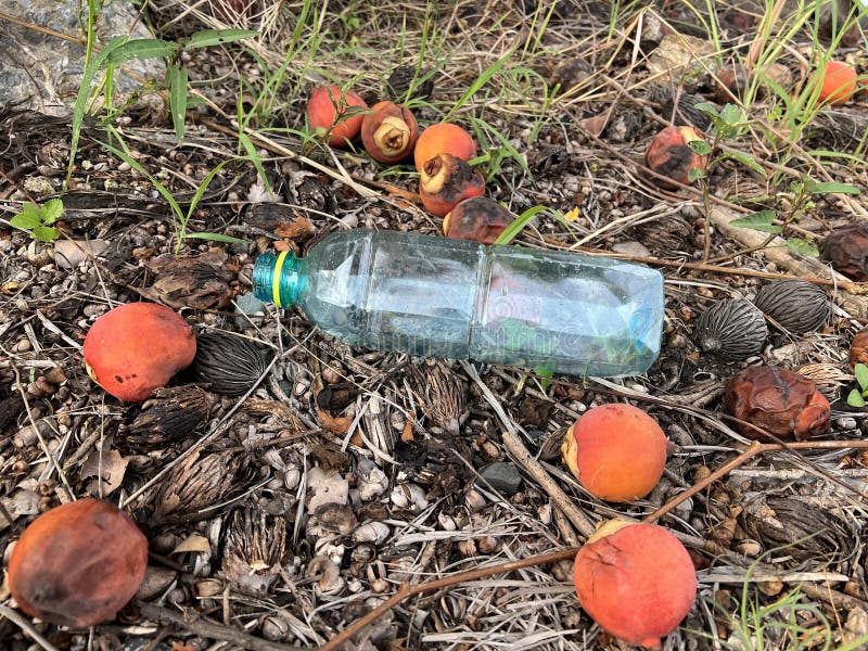 Plastic Bottle on the Ground Stock Photo - Image of plastic, fungi ...