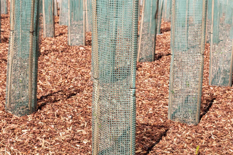 Close-up of Plastic Mesh Around a Tree Seedling Stock Image - Image of ...