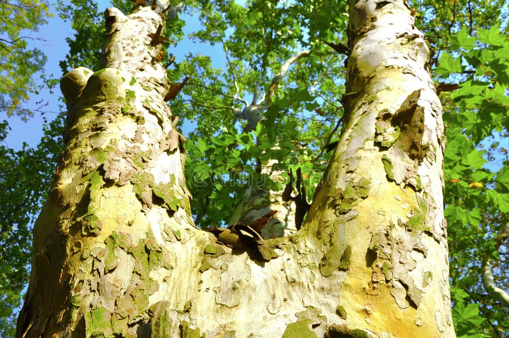 Close up of platan tree stock photo. Image of platan - 35333738