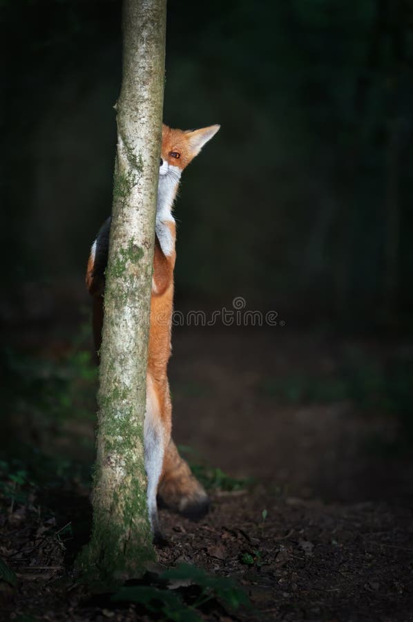Close Up of a Playful Red Fox Hiding Behind a Tree in the Forest Stock ...