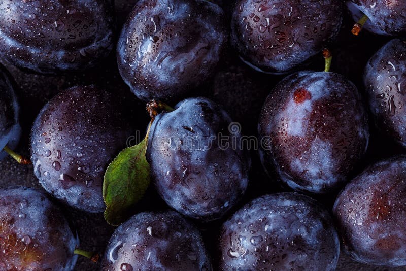 Close up of plum on dark stock photo. Image of juicy - 102353392