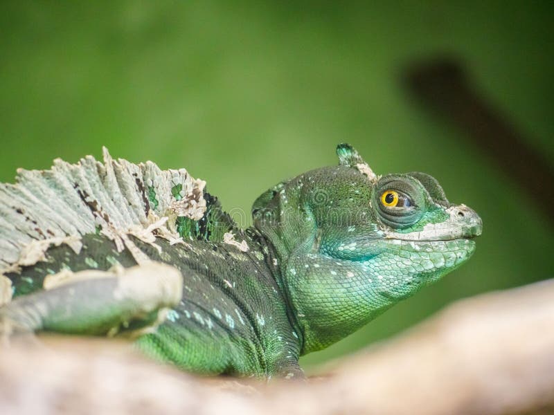 Close-up of a Plumed Basilisk Lying on a Branch Stock Image - Image of ...