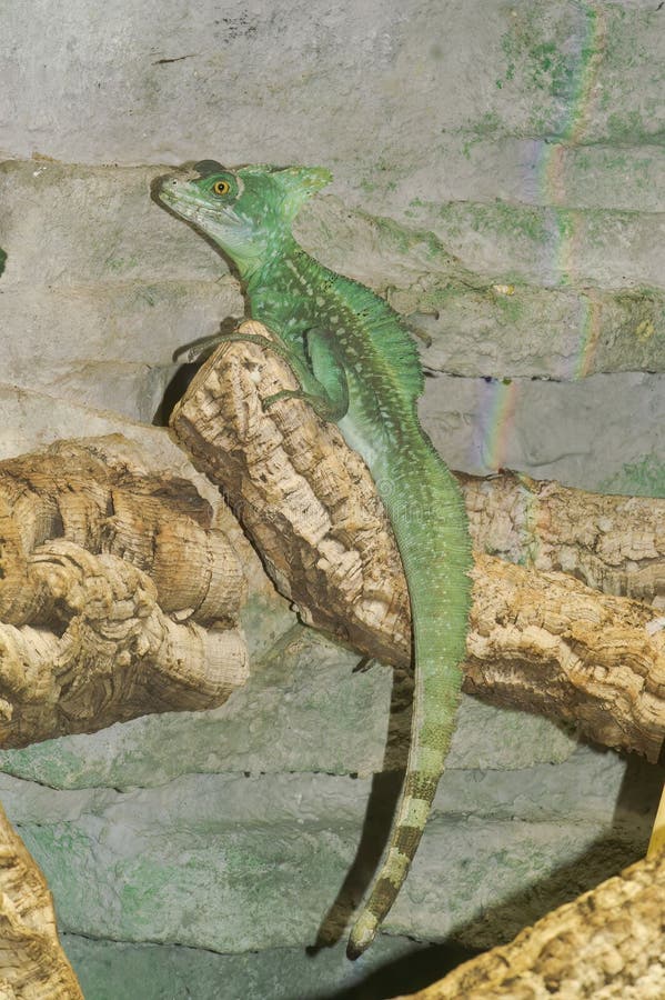 Close-up of a Plumed Basilisk Sitting on a Log in a Zoo, Vertical Stock ...