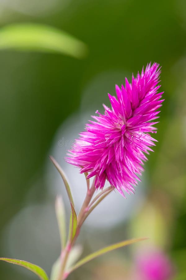 Plumed Cockscomb (celosia Argentea Stock Image - Image of flower, flora ...