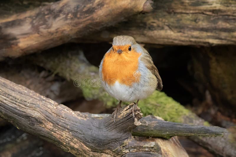A Plump Robin Facing the Camera Stock Photo - Image of people, portrait ...