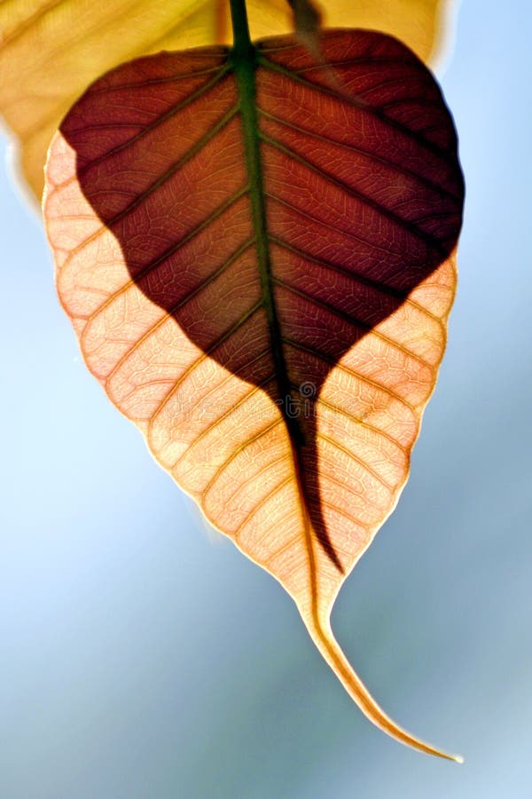 Close up po leaf in autumn stock photo. Image of desire - 47933494