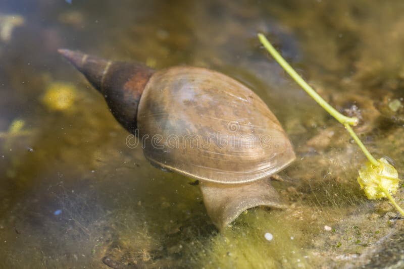 Close-up of a Pointed Mud Snail in the Water of a Garden Pond, Germany ...