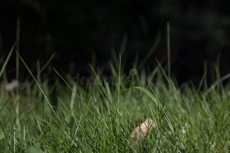 Poky Grass Stock Photos - Free & Royalty-Free Stock Photos from Dreamstime