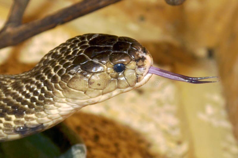 Taipan stock image. Image of viper, taipan, frightening - 11943383
