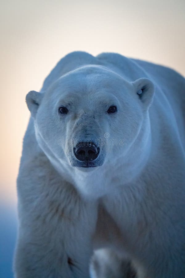 Close-up of Polar Bear Looking at Camera Stock Image - Image of arctic ...