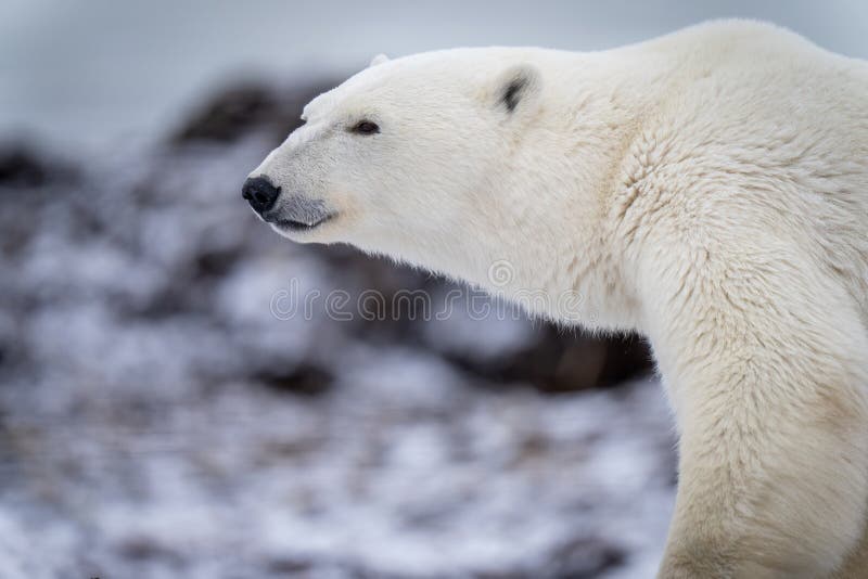 Bear Facing Left Stock Photos - Free & Royalty-Free Stock Photos from ...
