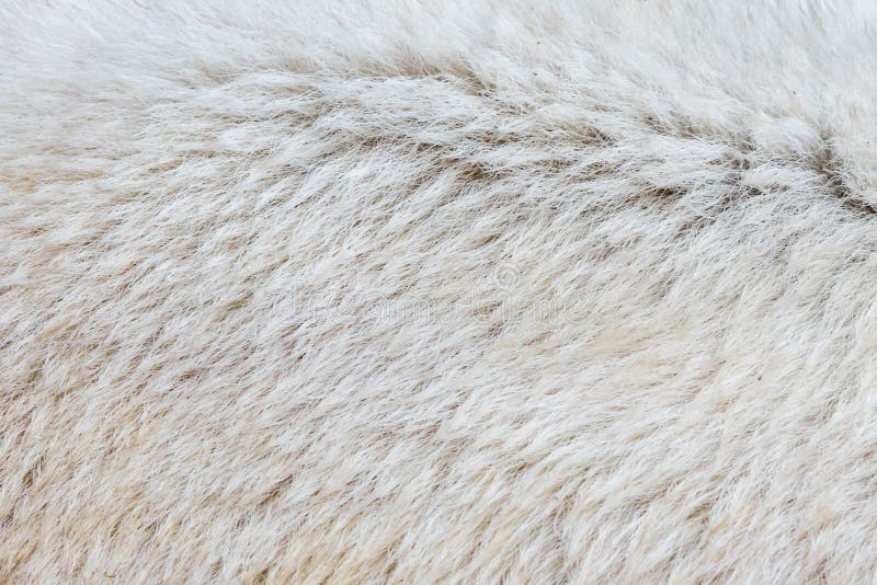 White Fur Polar Bear Texture Stock Photos - Download 105 Royalty Free ...