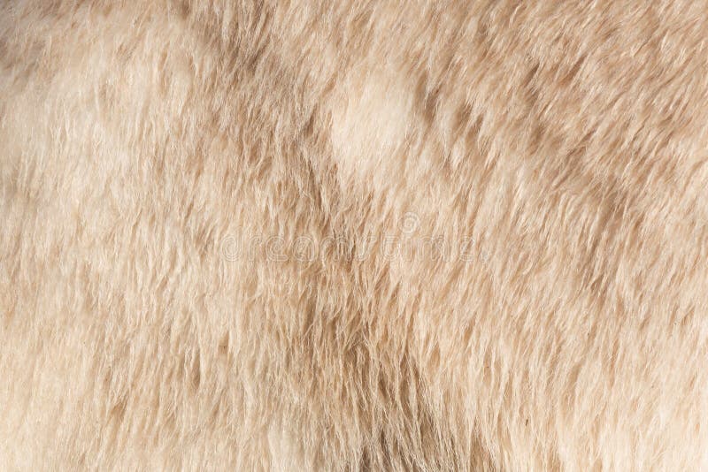 White Fur Polar Bear Texture Stock Photos - Download 105 Royalty Free ...