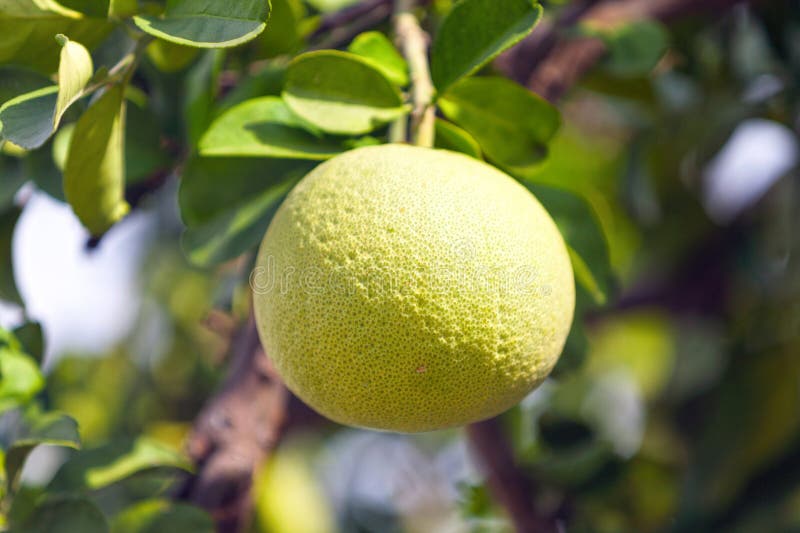 Polemo Stock Photos - Free & Royalty-Free Stock Photos from Dreamstime