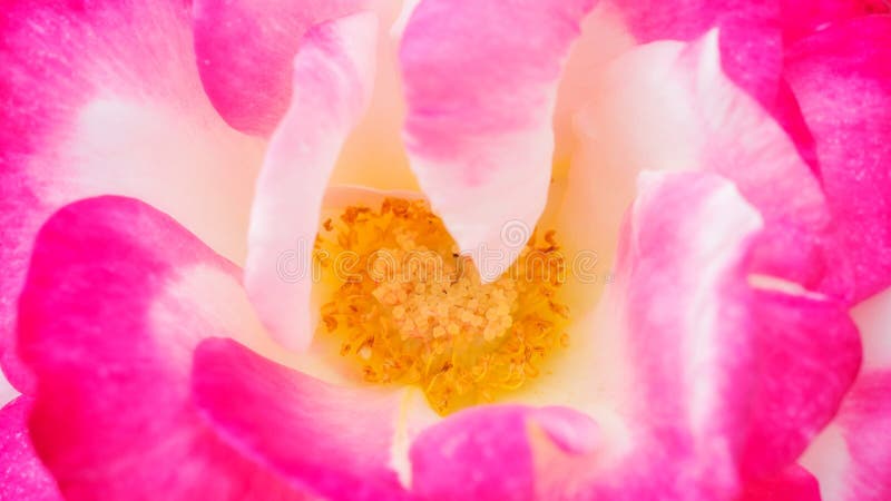 Close Up of Pollen of a Pink Rose Flower Stock Photo - Image of plant ...
