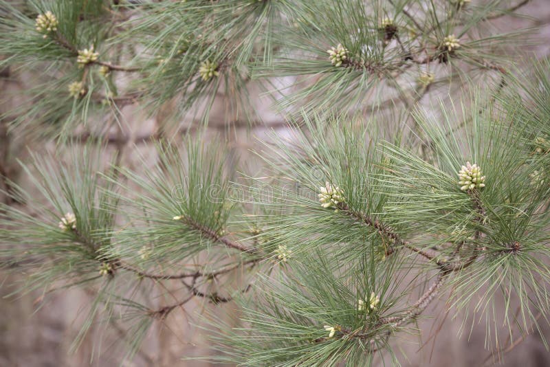 Close Up of Pollen Spores stock photo. Image of natural - 147067380