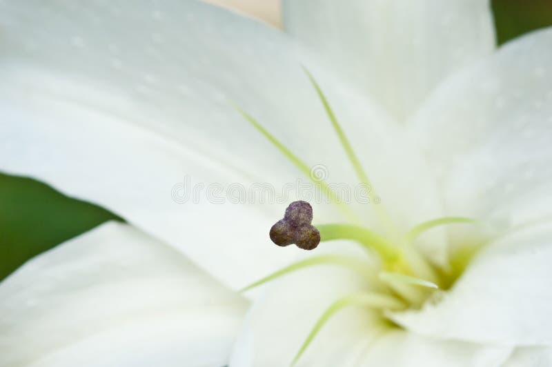 Close-up of the Pollen of a White Lilly Stock Photo - Image of bloom ...