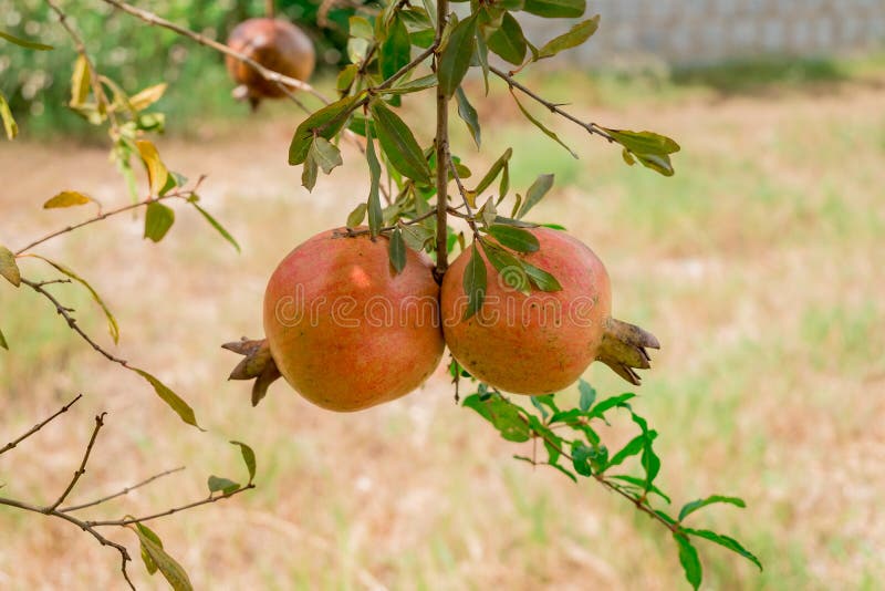 Close Up of the Pomegranate Tree Branch with Fresh Red Pomegranates ...