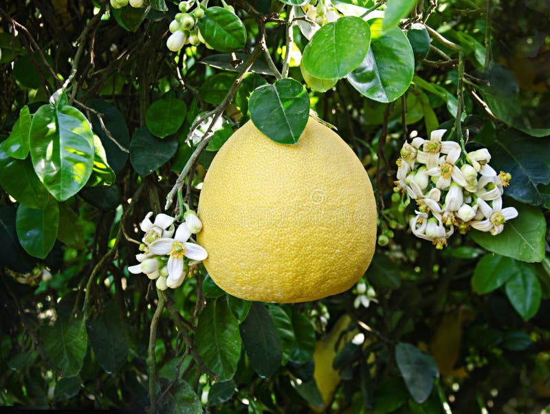 Pomelo fruit and flowers stock image. Image of jabong - 115461681