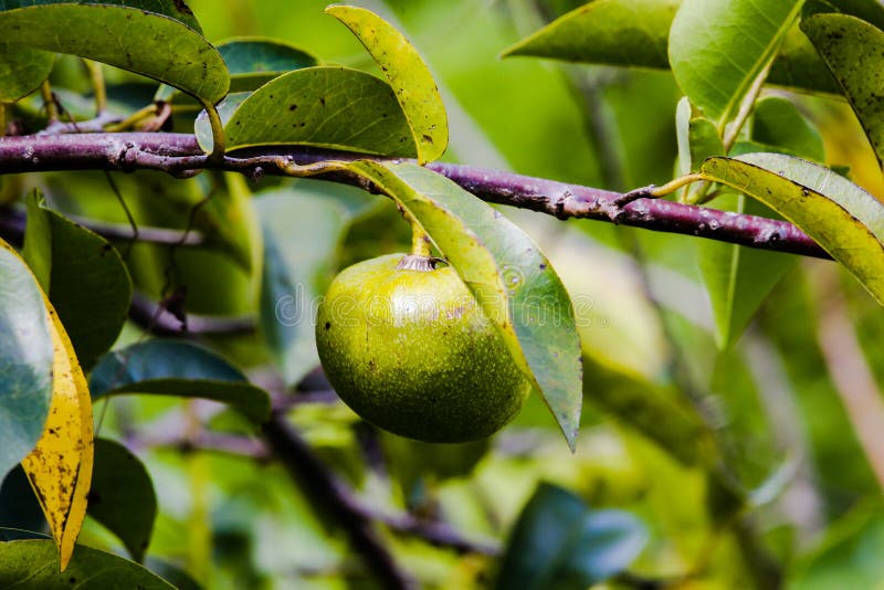 Close Up of a Pond Apple in the Wetlands Stock Image - Image of apple ...