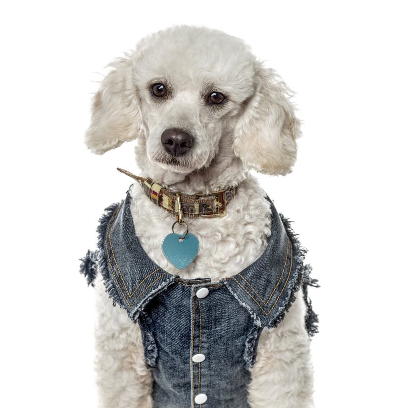 Close-up of a Poodle with a Jeans Jacket, Isolated Stock Image - Image ...