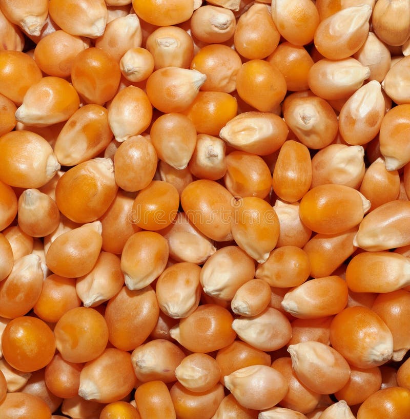 Close-up of popcorn stock photo. Image of grain, color - 263755114
