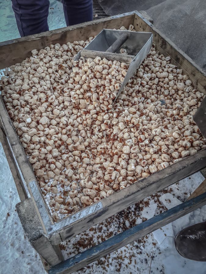 Traditional Popcorn in China. Stock Image - Image of asia, rural: 208914293