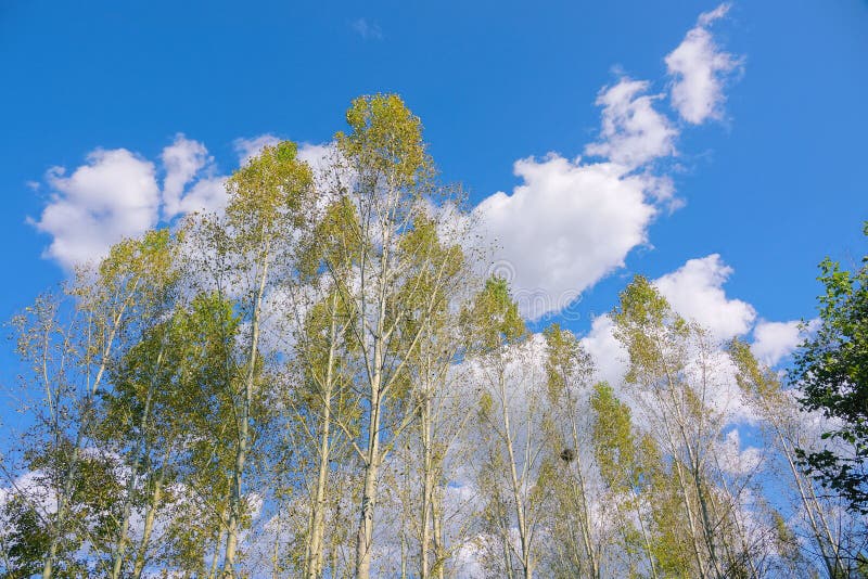Poplar forest and lake stock photo. Image of poplar, autumnal - 34793624