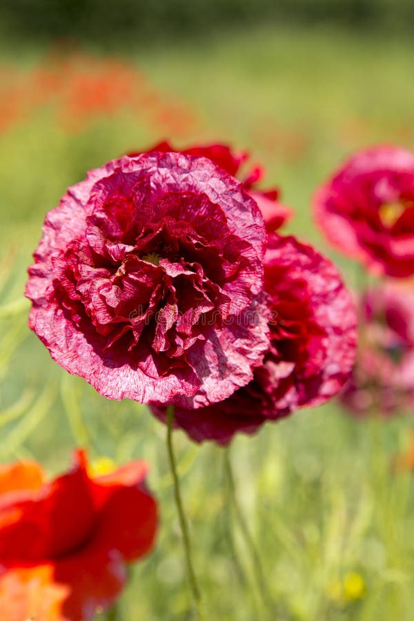 Poppy Field Multi Color Tree Stock Photos - Free & Royalty-Free Stock ...