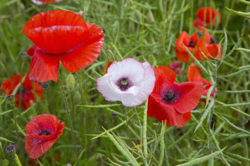 Poppy Field Multi Color Tree Stock Photos - Free & Royalty-Free Stock ...