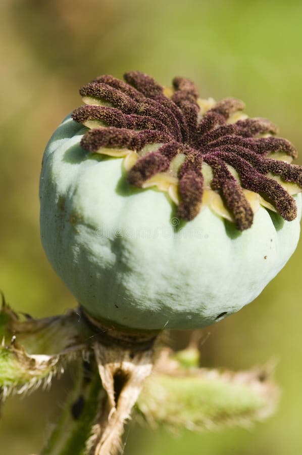Close up of poppy bud stock image. Image of seed, organic - 26223231