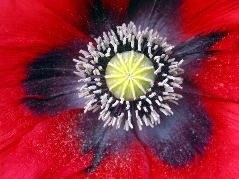Close-up poppy flower stock image. Image of paint, poppy - 826345
