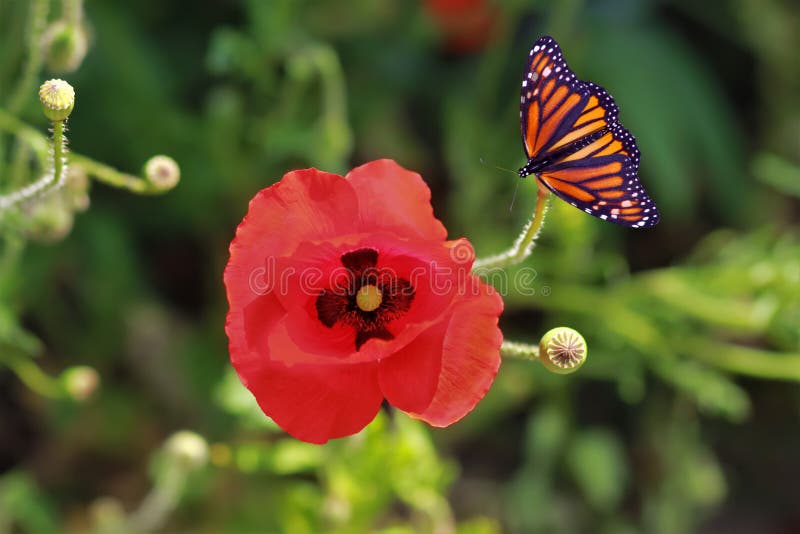 Close Up of a Poppy Flower and a Butterfly Stock Photo - Image of ...
