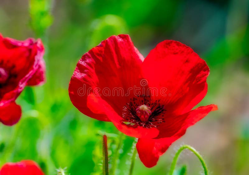 Close Up Poppy Flowers in Full Bloom Stock Image - Image of colorful ...