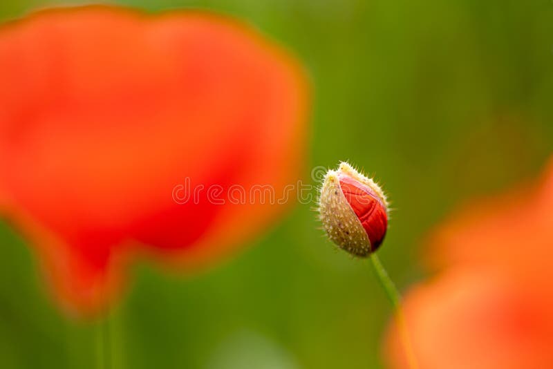 Close-up of a Poppy (papaver) Bud in Front of Red Poppy Blossoms Stock ...