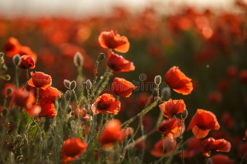 Close-up of a Poppy in Sunset Contour Light Stock Image - Image of ...