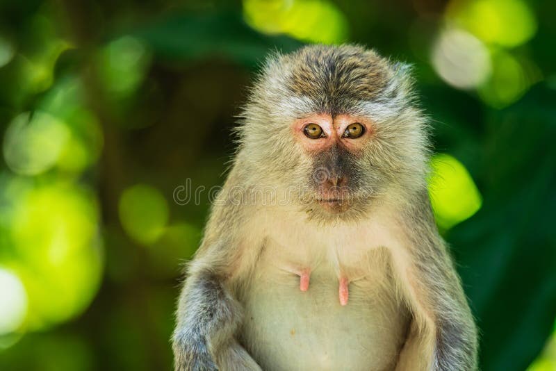 Long-Tailed macaque monkey stock photo. Image of animal - 267907380 Long-Tailed macaque monkey stock photo. Image of animal - 267907380