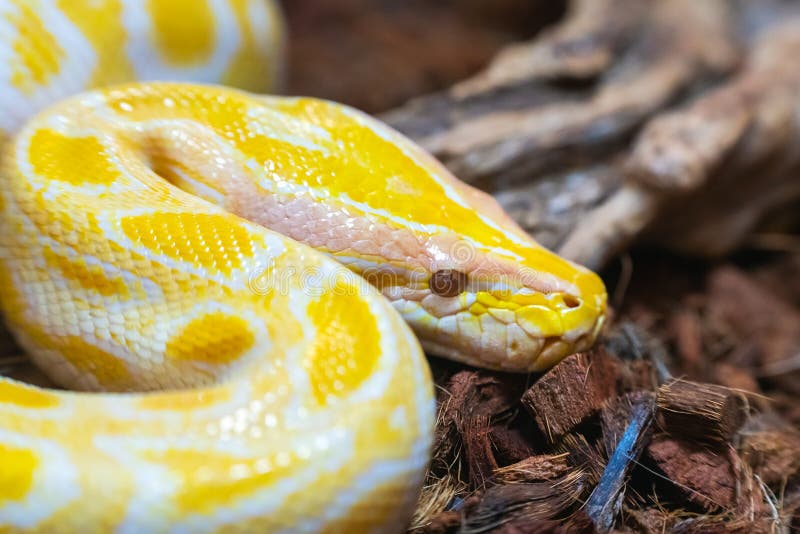 2,136 Tiger Albino Stock Photos - Free & Royalty-Free Stock Photos from ...