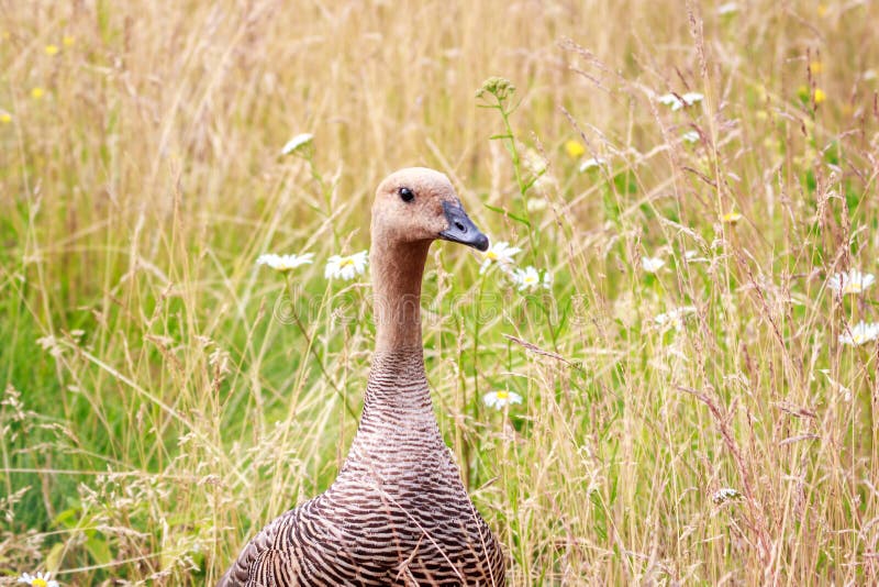 Close Up Portrait of Anser on Meadow. Stock Image - Image of anser ...