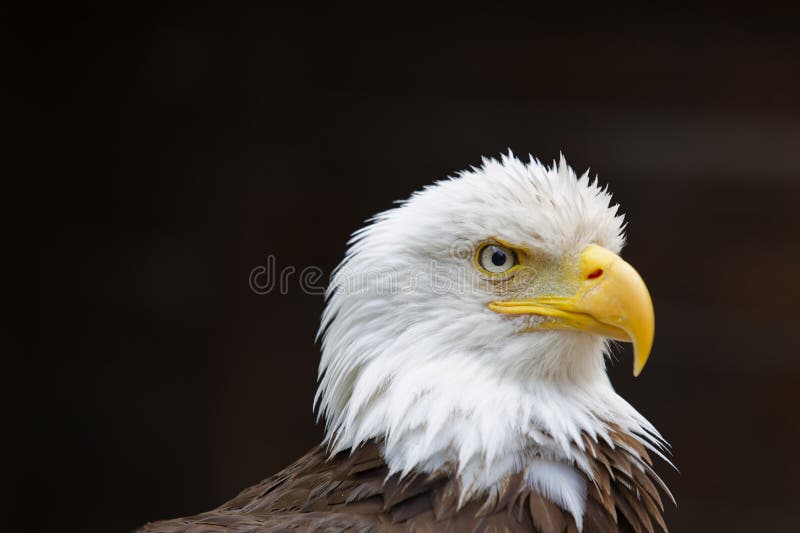 Bald eagle portrait stock photo. Image of beak, wild - 338056164