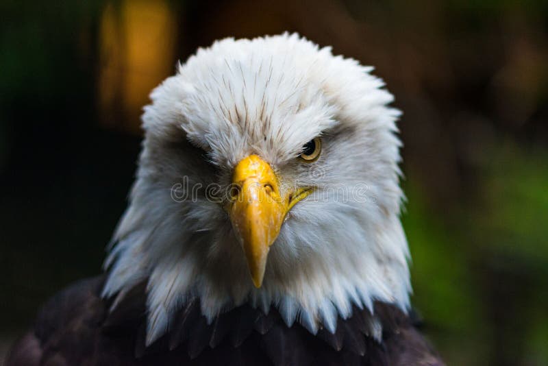 Close-up Portrait of a Bald Eagle with an Angry Look Stock Image ...