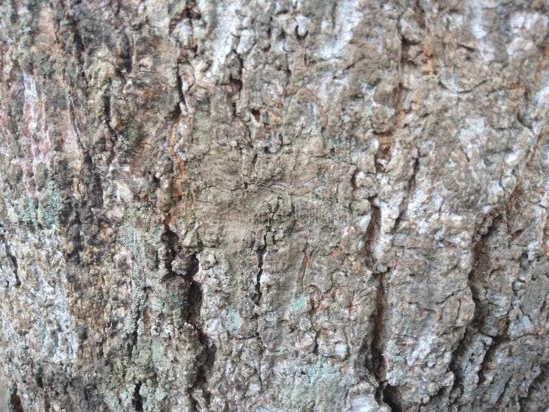 Mango Tree Bark, Where Else? Stock Image - Image of woodland, nature ...
