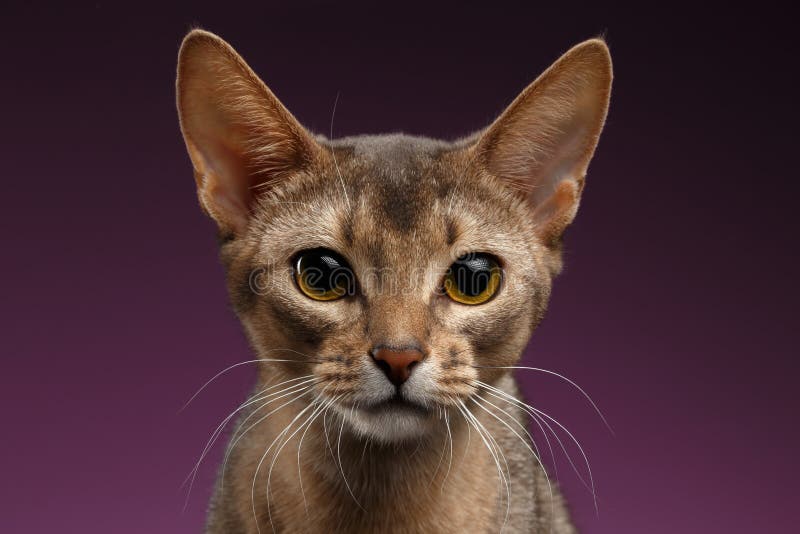 Abyssinian Cat of Fawn Color, Close-up Portrait, Walks Along the Lawn ...