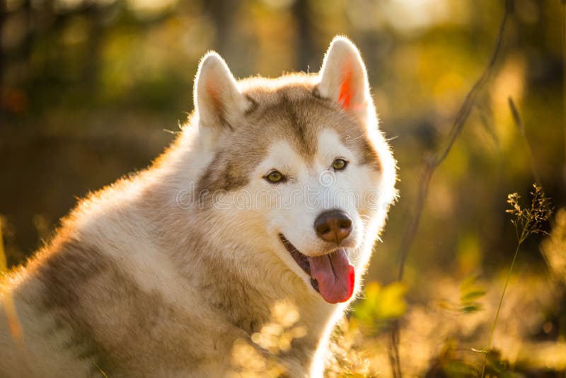 Close-up Portrait of Beautiful Beige and White Dog Breed Siberian Husky ... Close-up Portrait of Beautiful Beige and White Dog Breed Siberian Husky ...