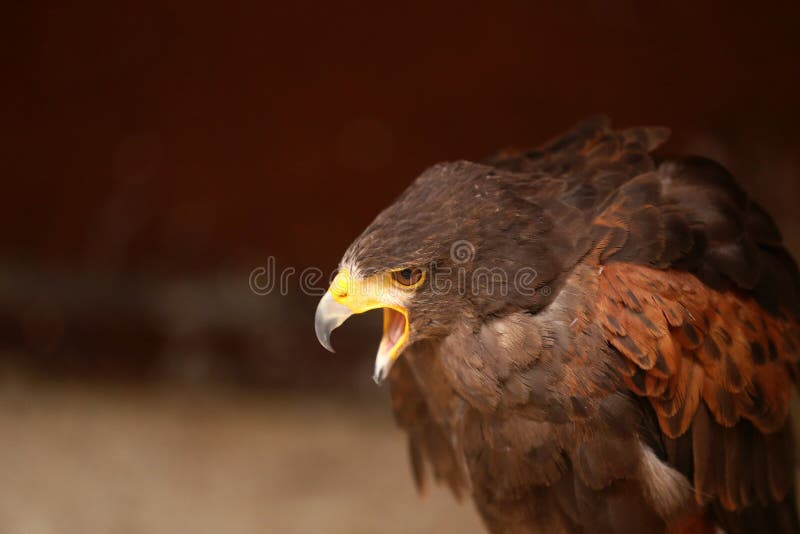 Close-up Portrait of a Beautiful and Healthy Falcon Stock Image - Image ...
